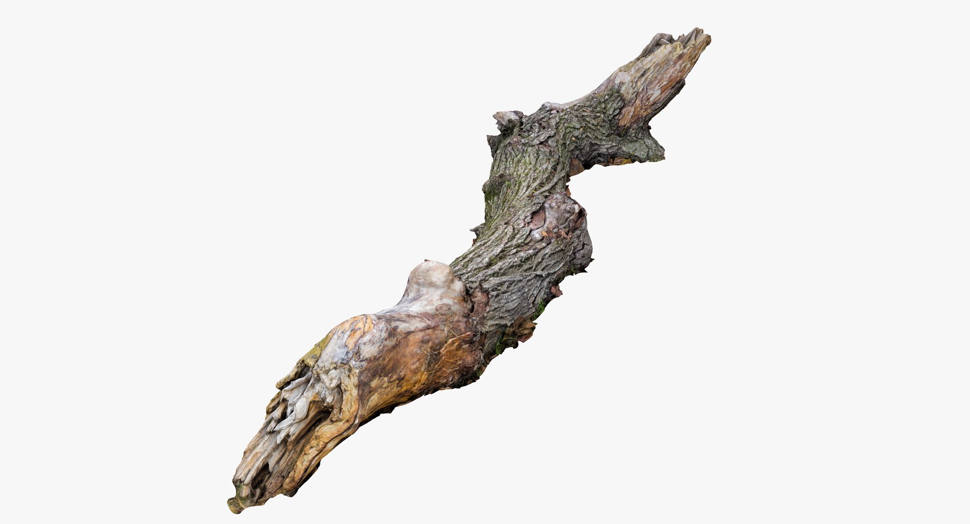 3D Model Rotten Branch - TurboSquid 1248002