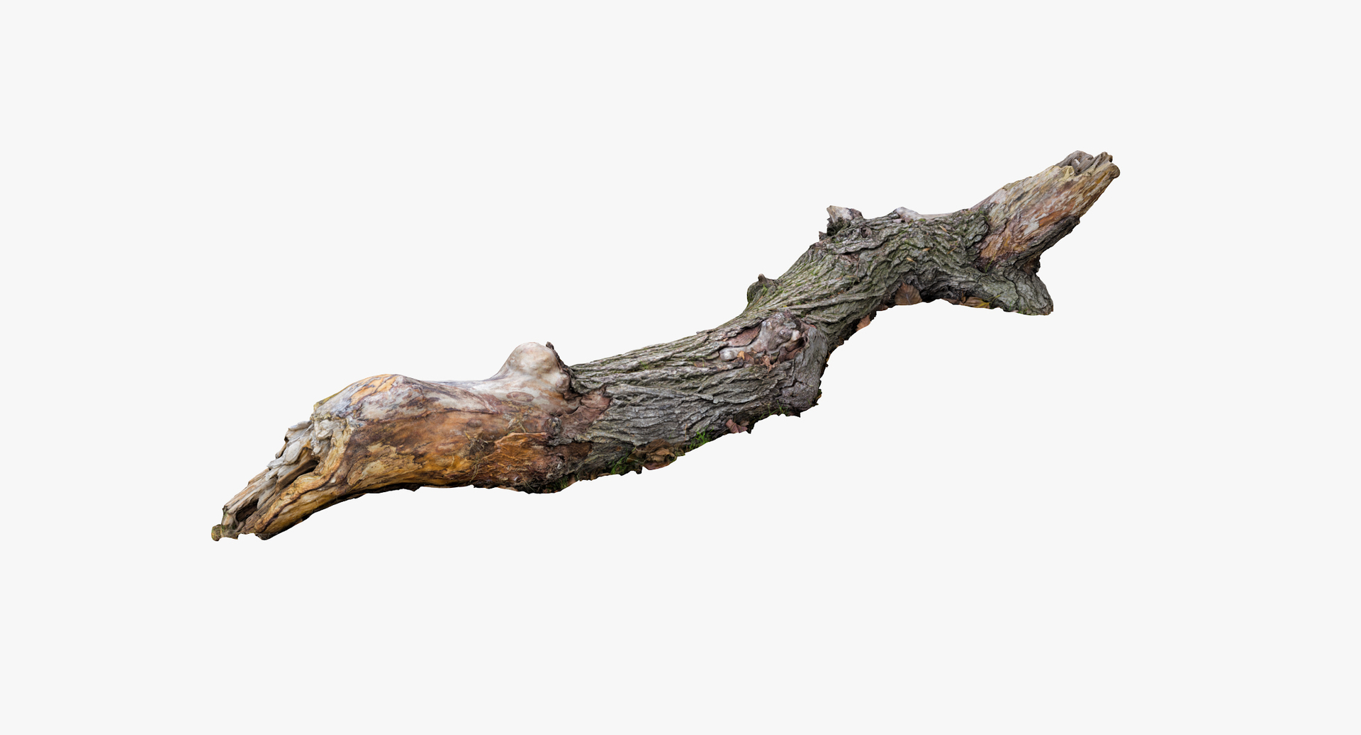 3D model rotten branch - TurboSquid 1248002