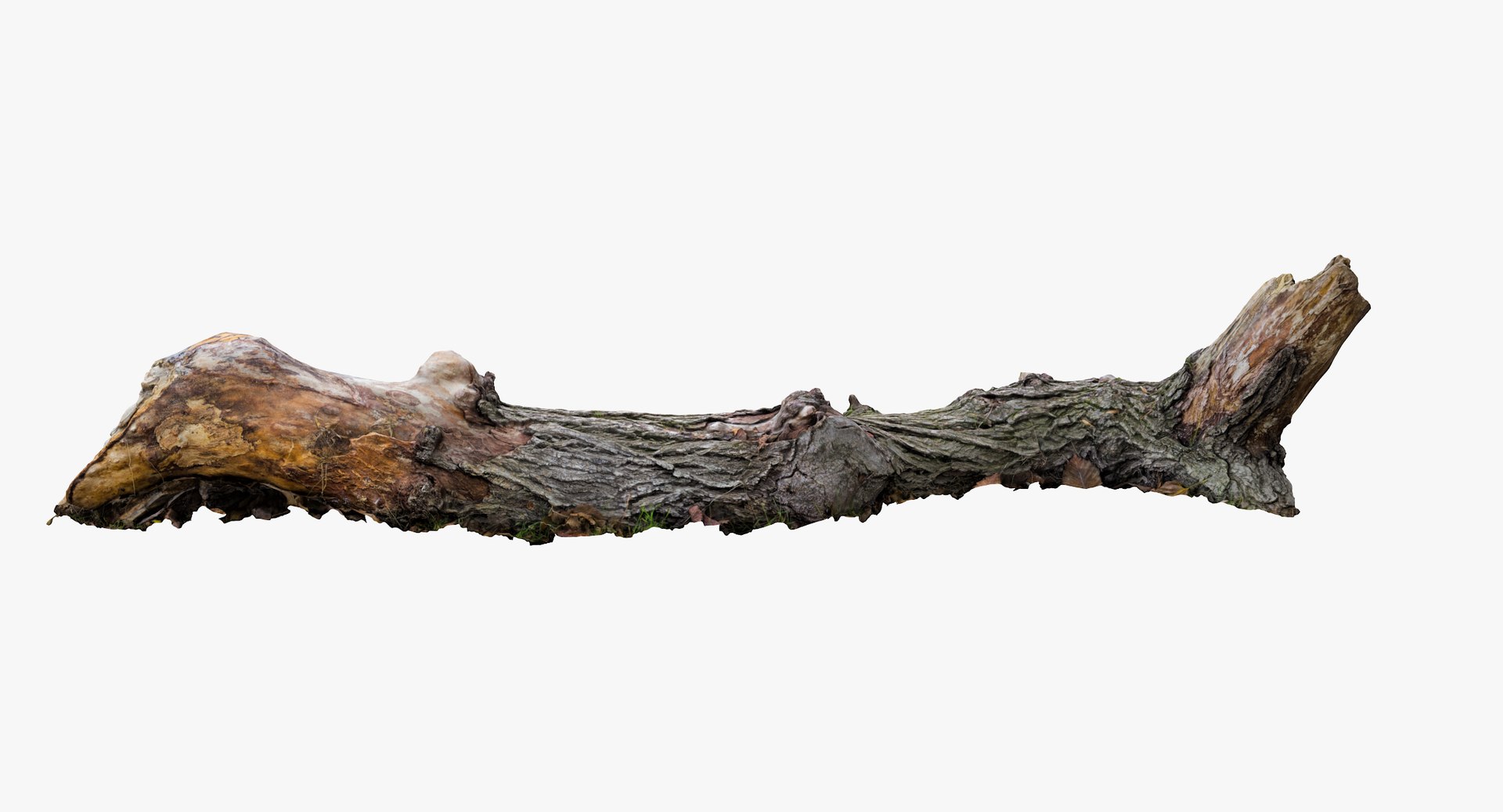 3D Model Rotten Branch - TurboSquid 1248002