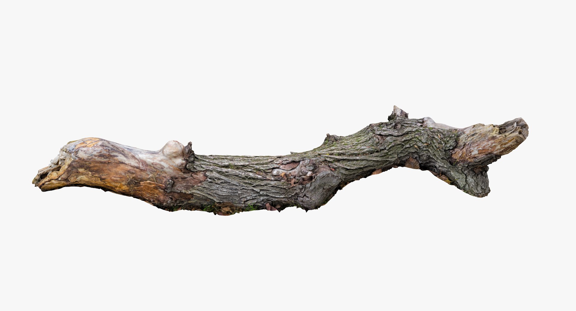 3D Model Rotten Branch - TurboSquid 1248002