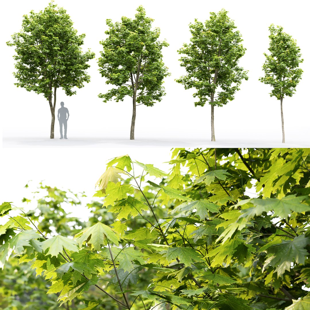 3D Maple Trees - TurboSquid 1692705