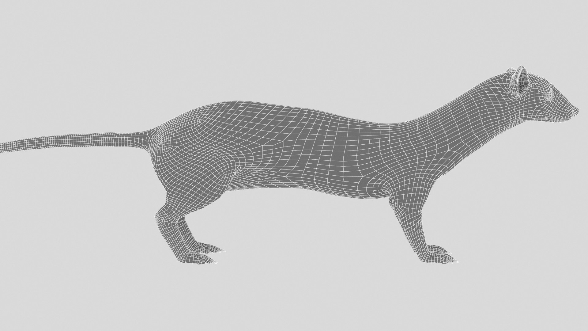 Weasel model - TurboSquid 1745716