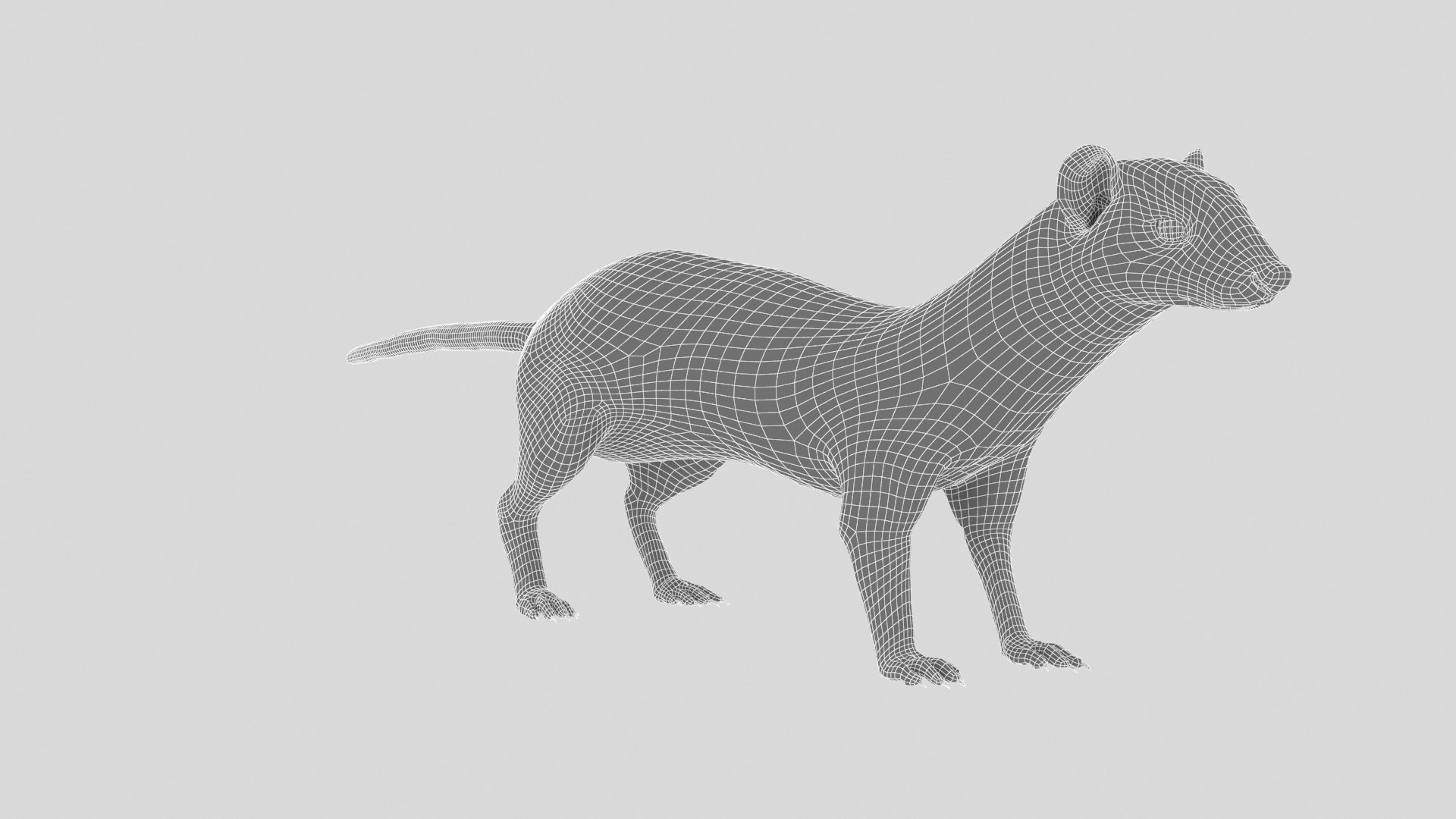 Weasel model - TurboSquid 1745716