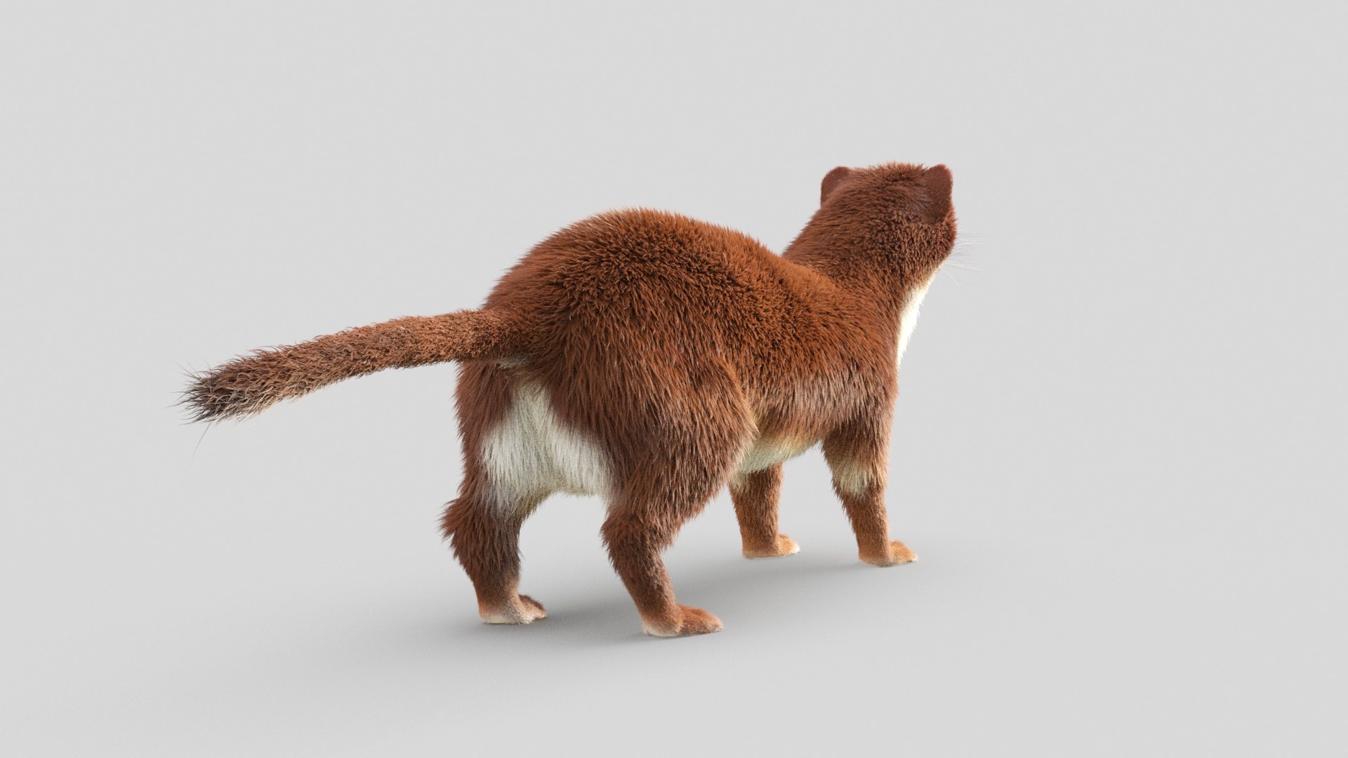 Weasel model - TurboSquid 1745716