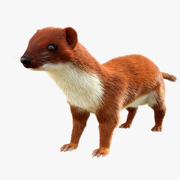 Weasel model - TurboSquid 1745716