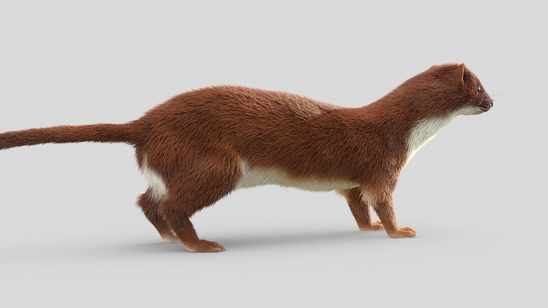 Weasel model - TurboSquid 1745716