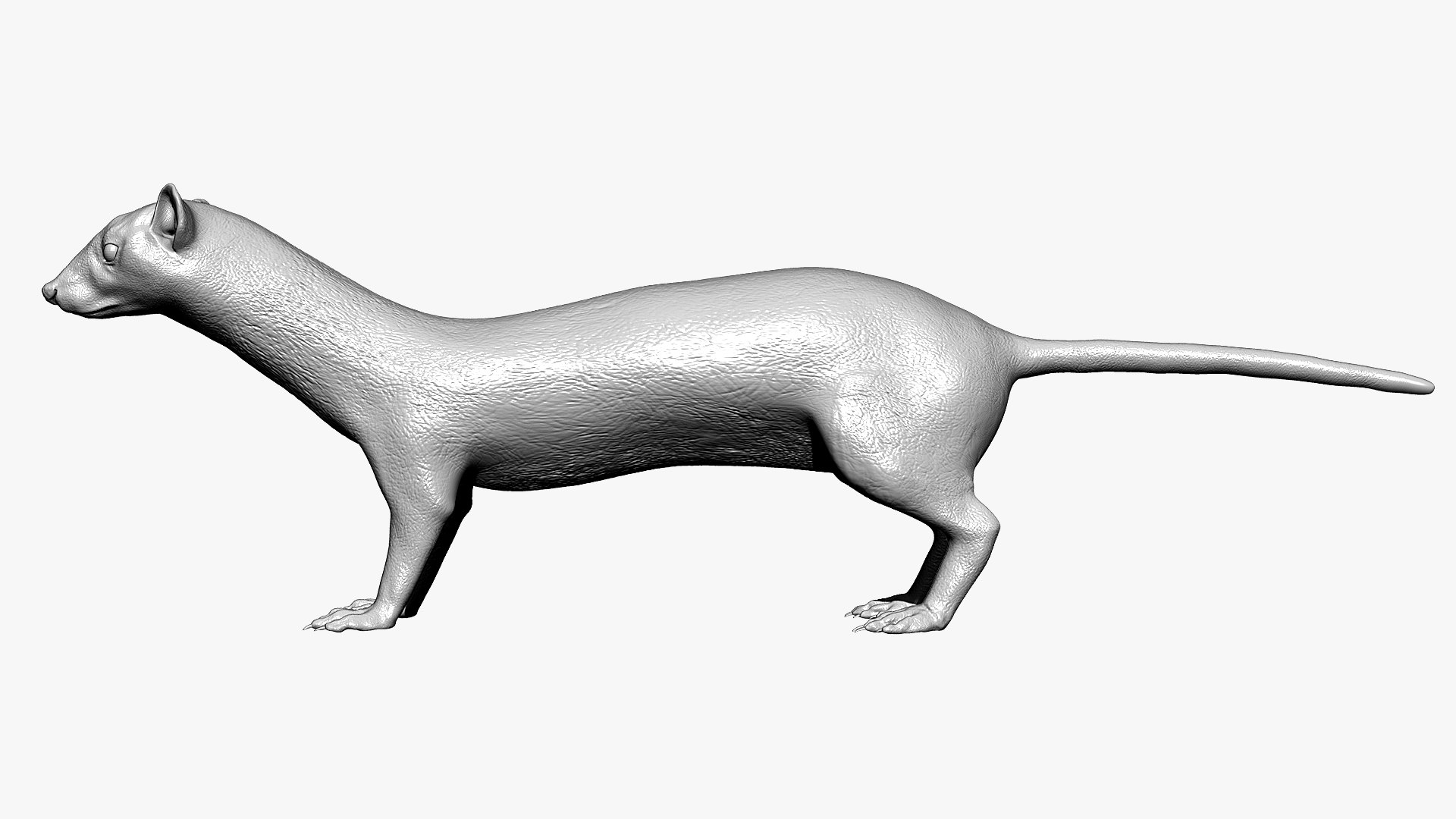 Weasel model - TurboSquid 1745716