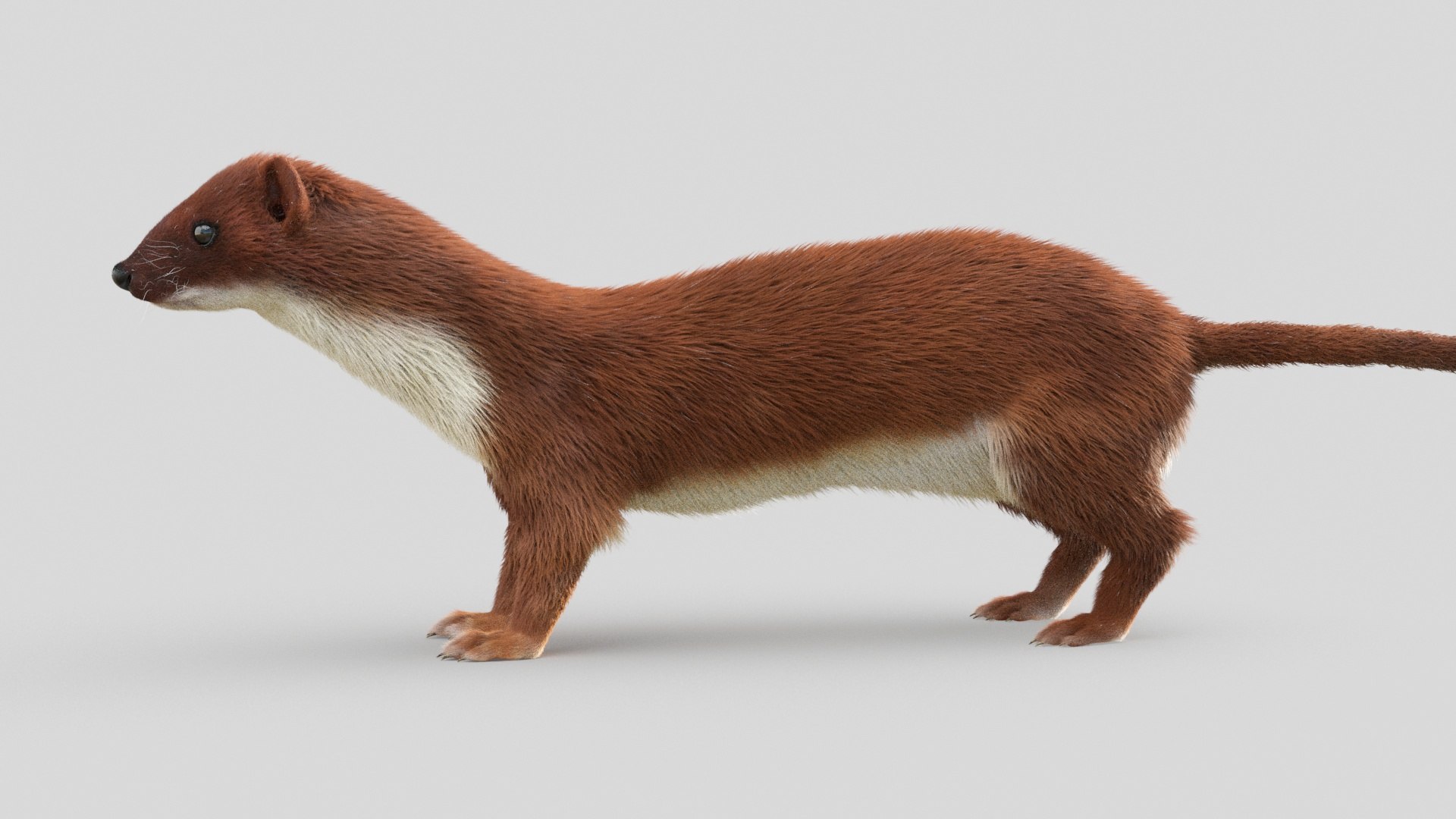 Weasel model - TurboSquid 1745716