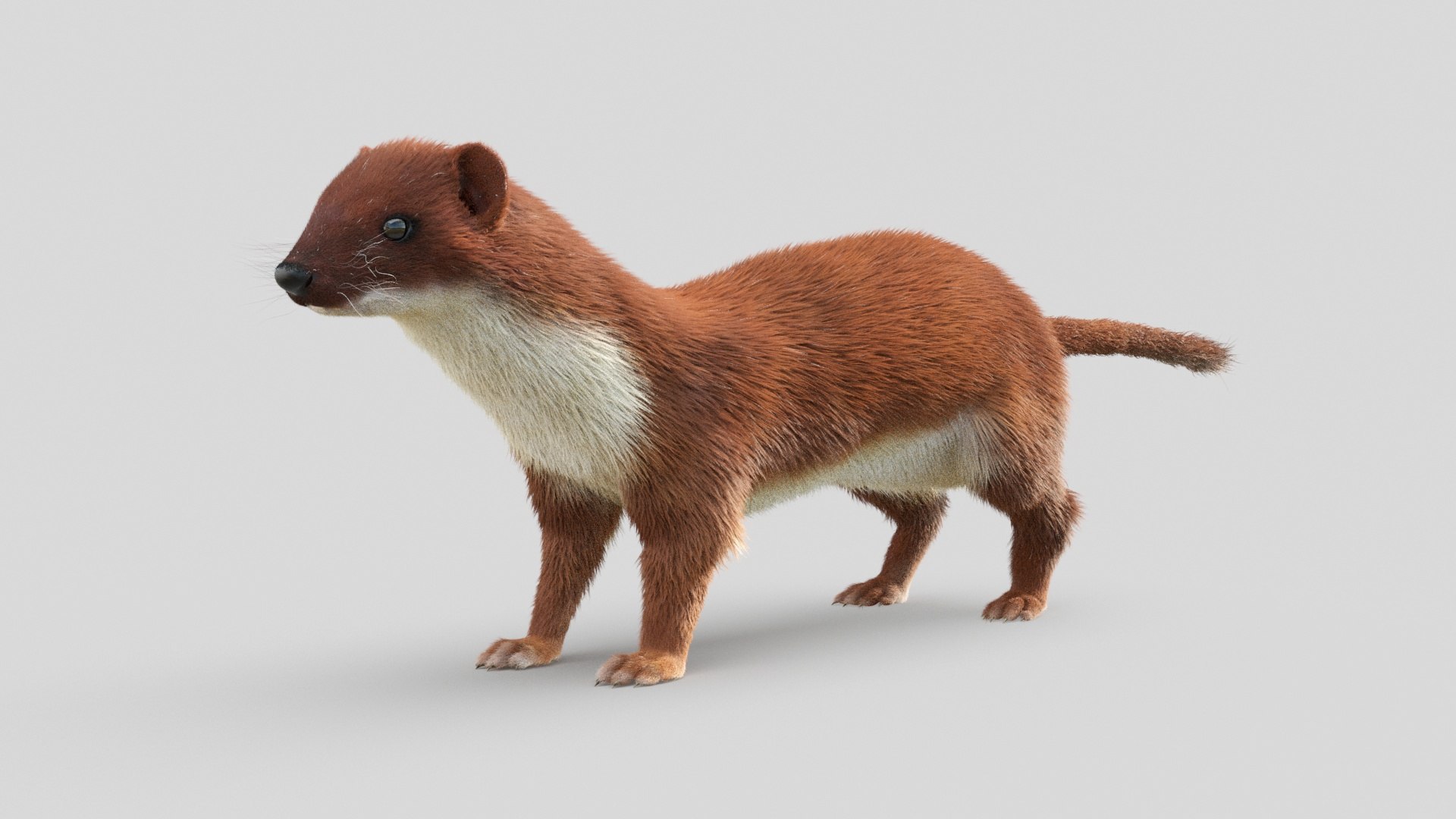 Weasel model - TurboSquid 1745716