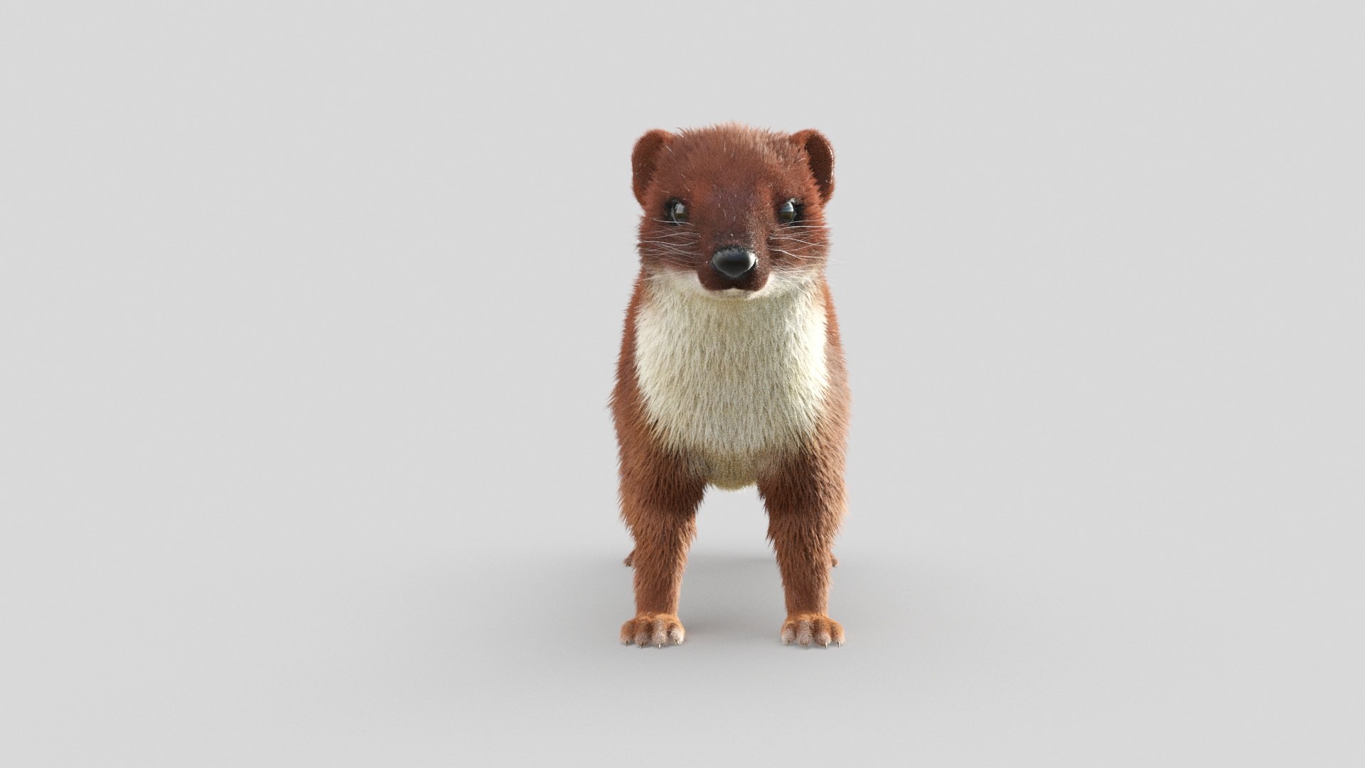 Weasel model - TurboSquid 1745716