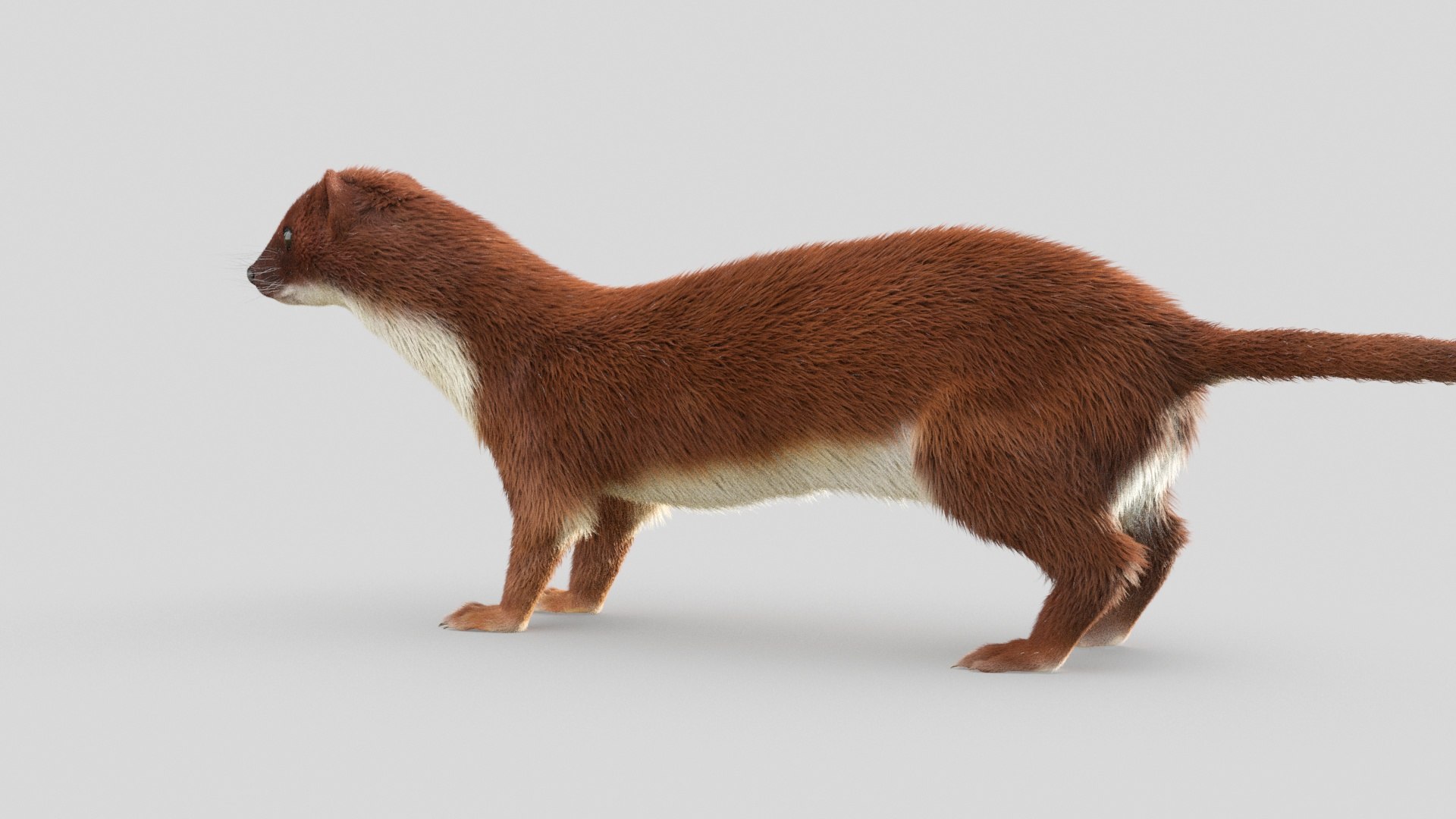 Weasel model - TurboSquid 1745716