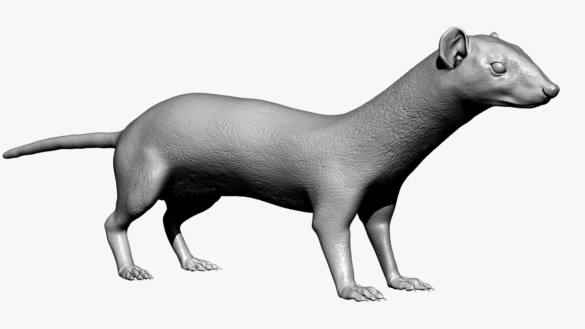 Weasel model - TurboSquid 1745716