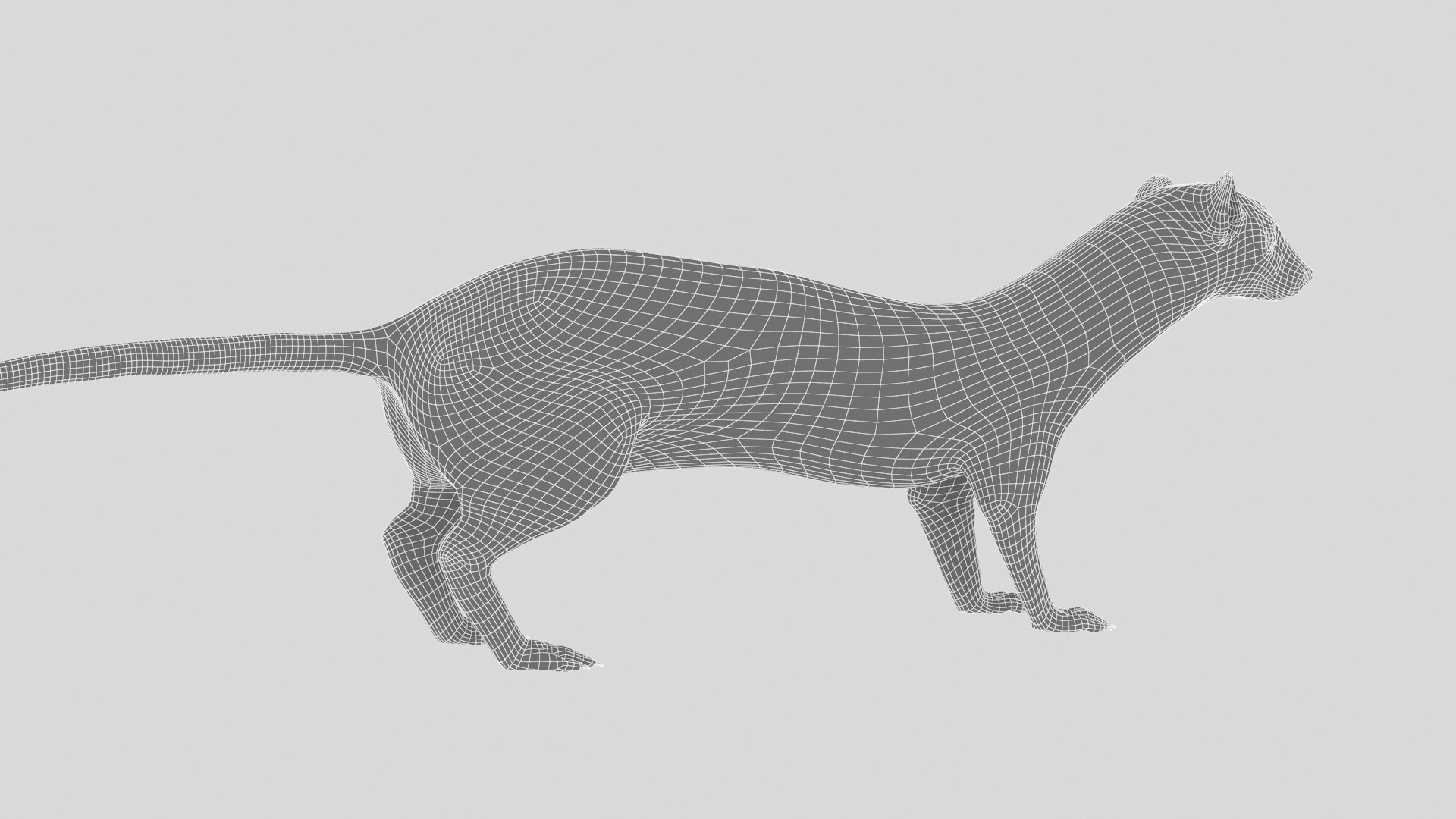 Weasel model - TurboSquid 1745716