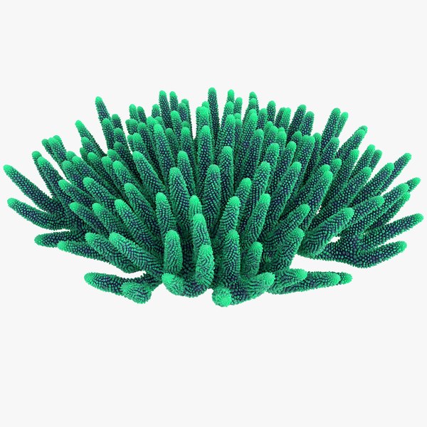 Coral 5 s 3D model - TurboSquid 1585552