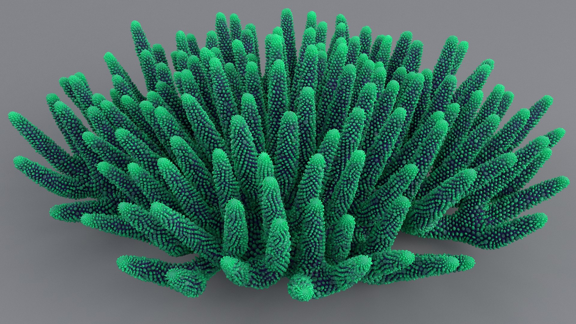 Coral 5 L 3D - TurboSquid 1585651