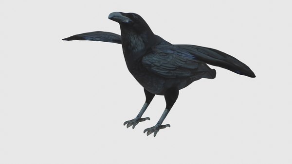 Low Poly Raven Rigged With Realistic Texture 3D 모델 - TurboSquid 1875996