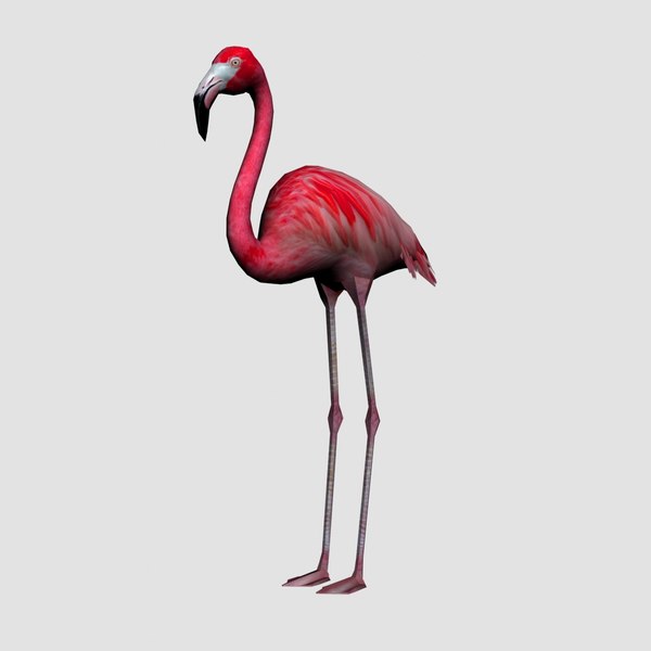 3d flamingo model