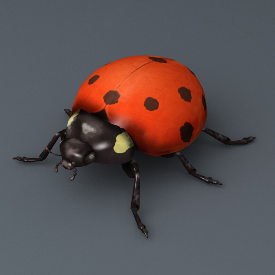3d Model Rigged Ladybug