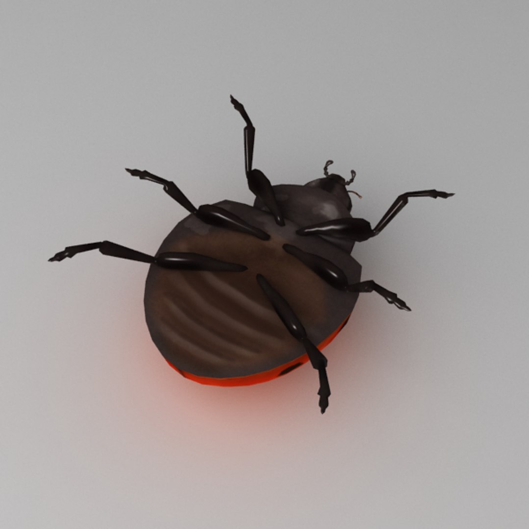 3d Model Rigged Ladybug
