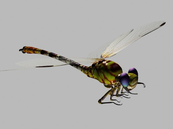 3d dragonfly animation model