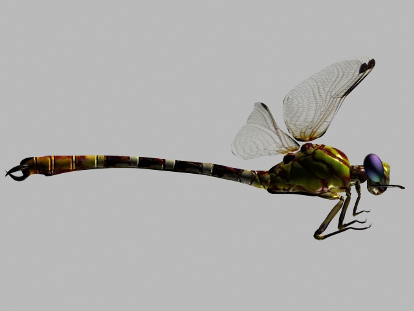 3d Dragonfly Animation Model