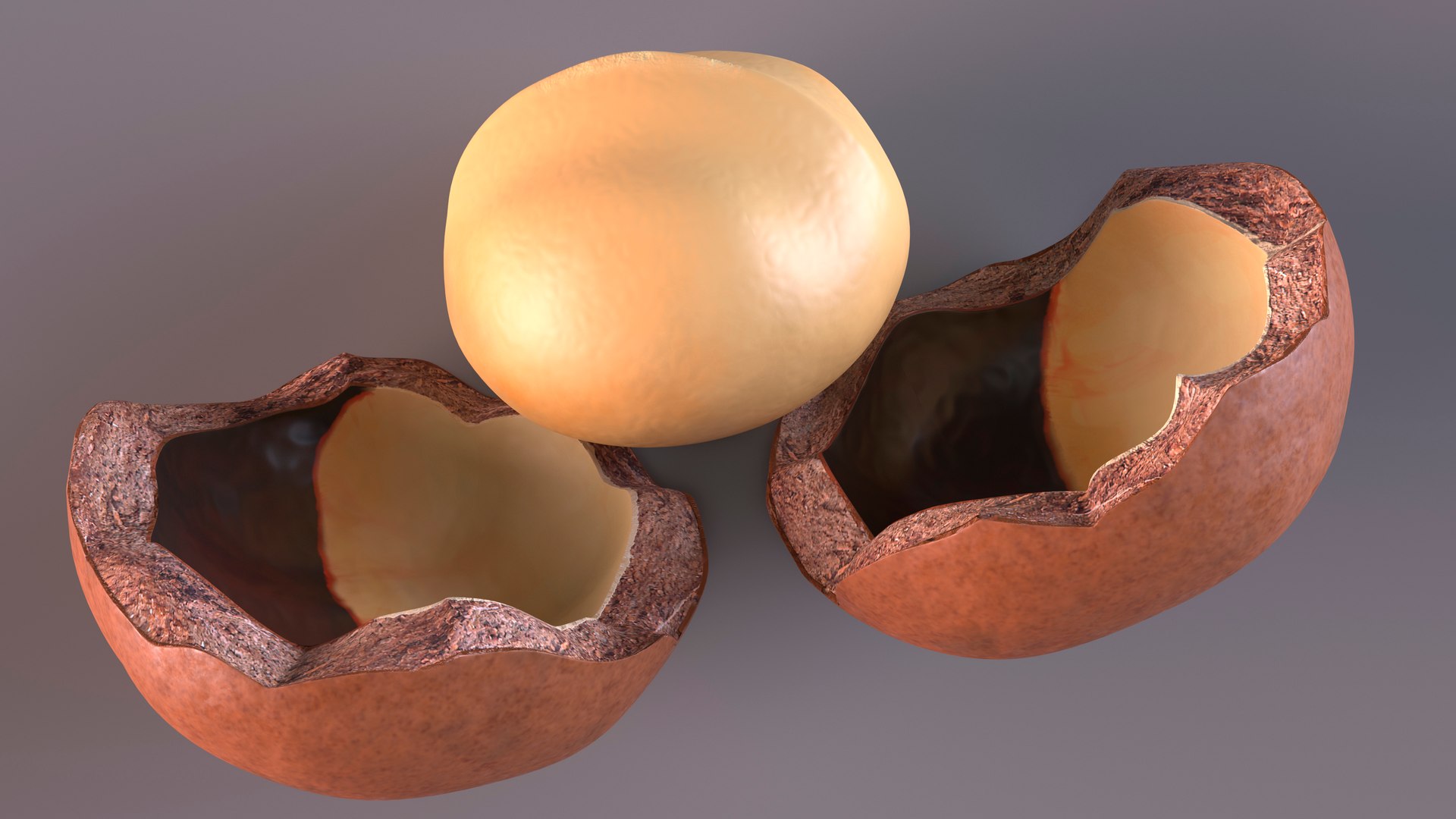 Split Macadamia Nut Model - TurboSquid 2179977