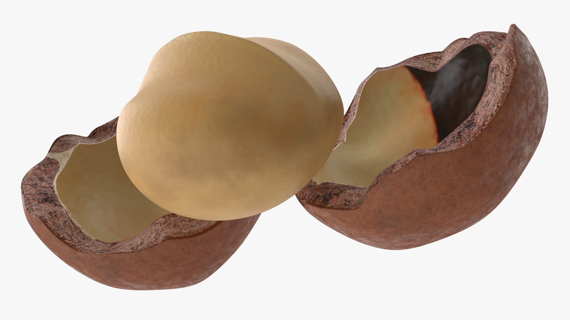 Split Macadamia Nut Model - TurboSquid 2179977
