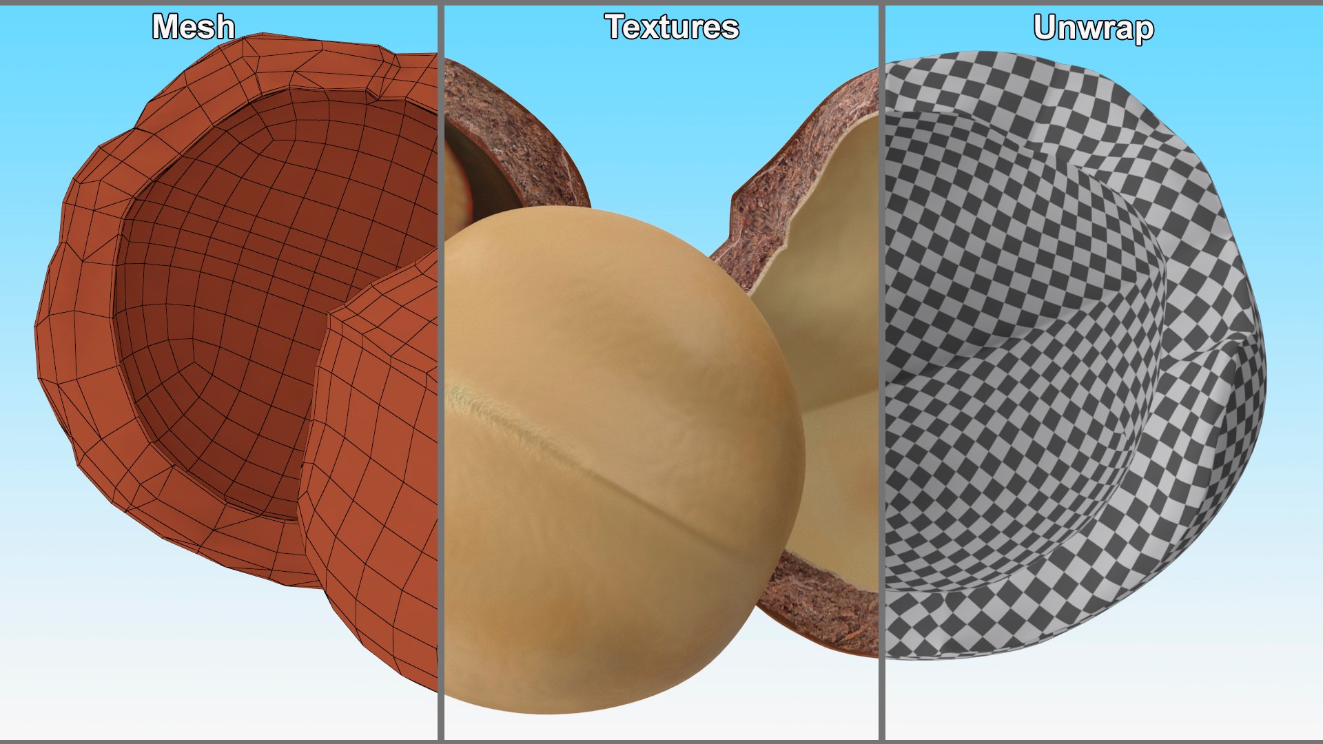 Split Macadamia Nut Model - TurboSquid 2179977