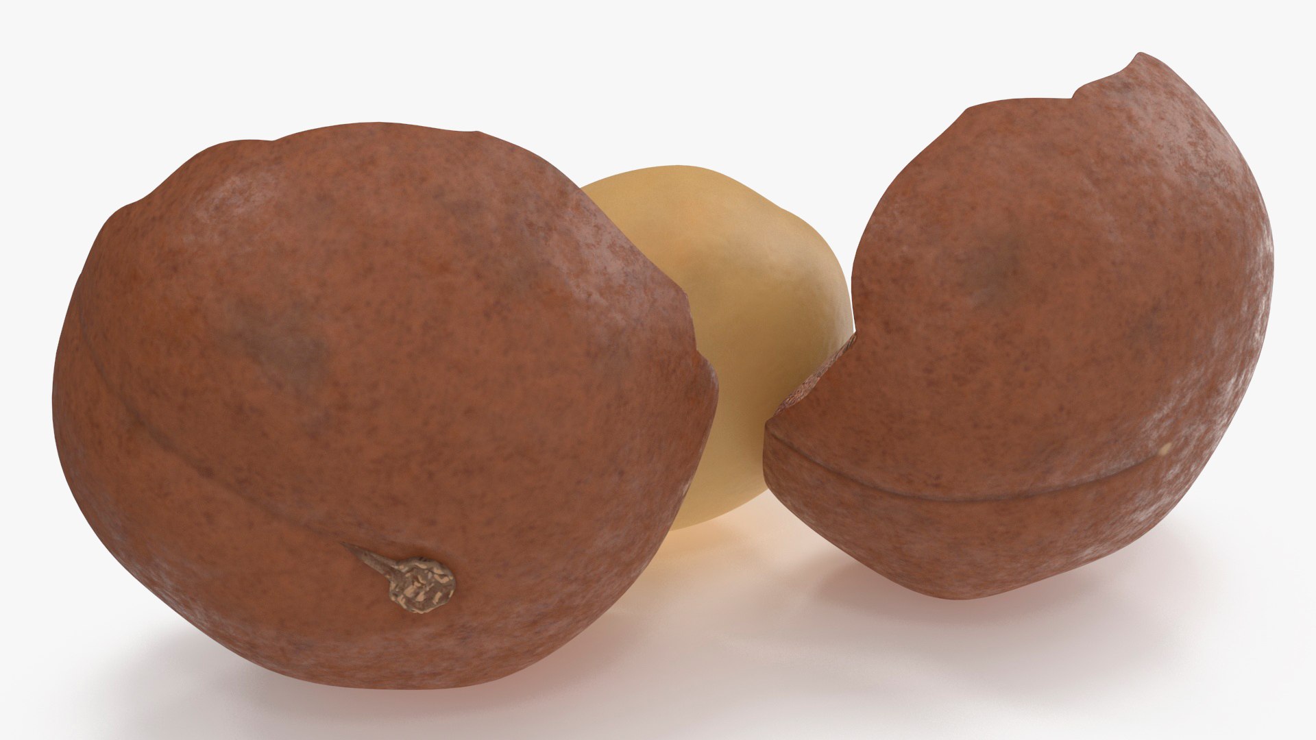 Split Macadamia Nut Model - TurboSquid 2179977