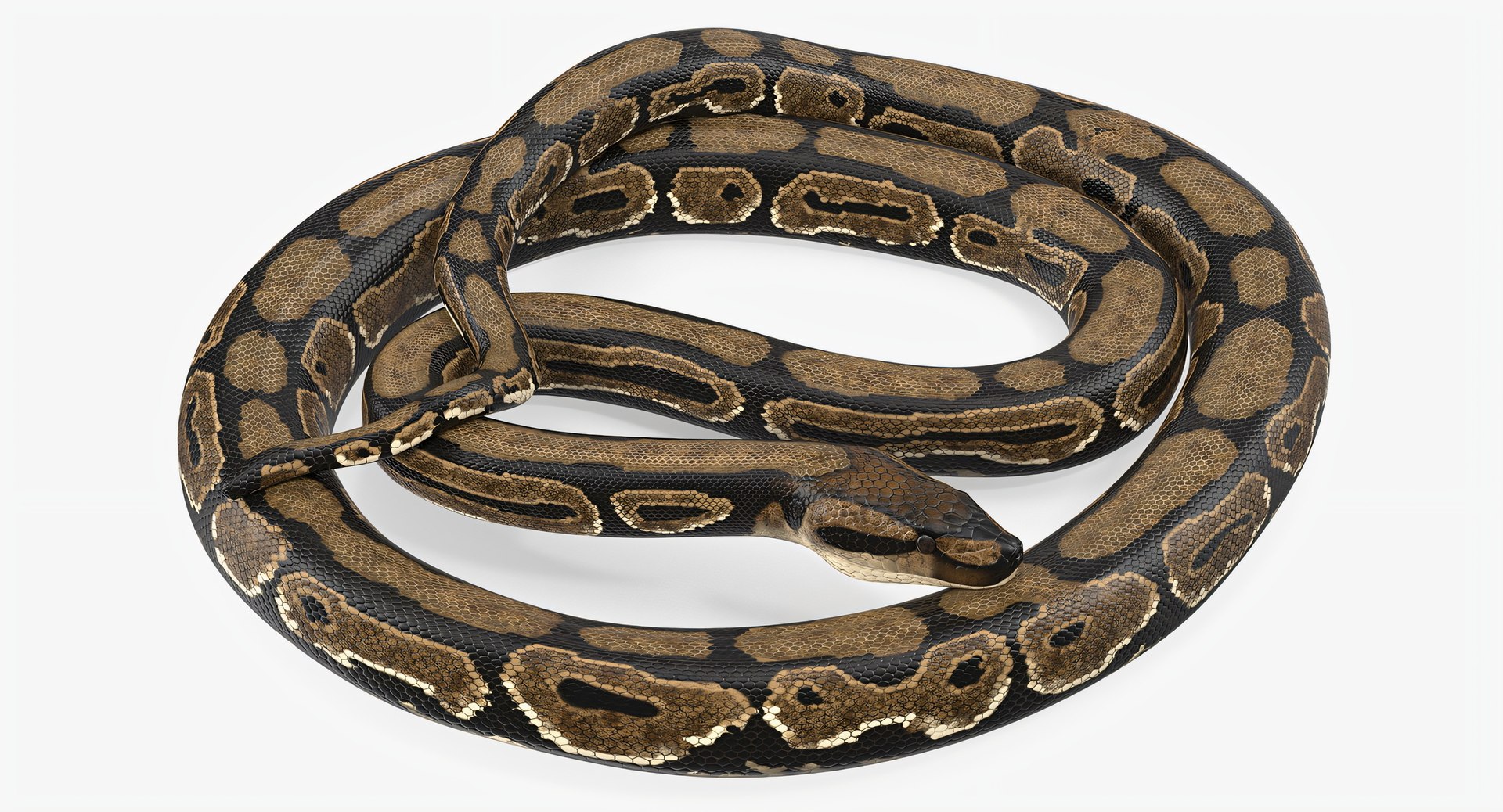 3D Model Brown Python Snake Rigged For Maya - TurboSquid 2212351