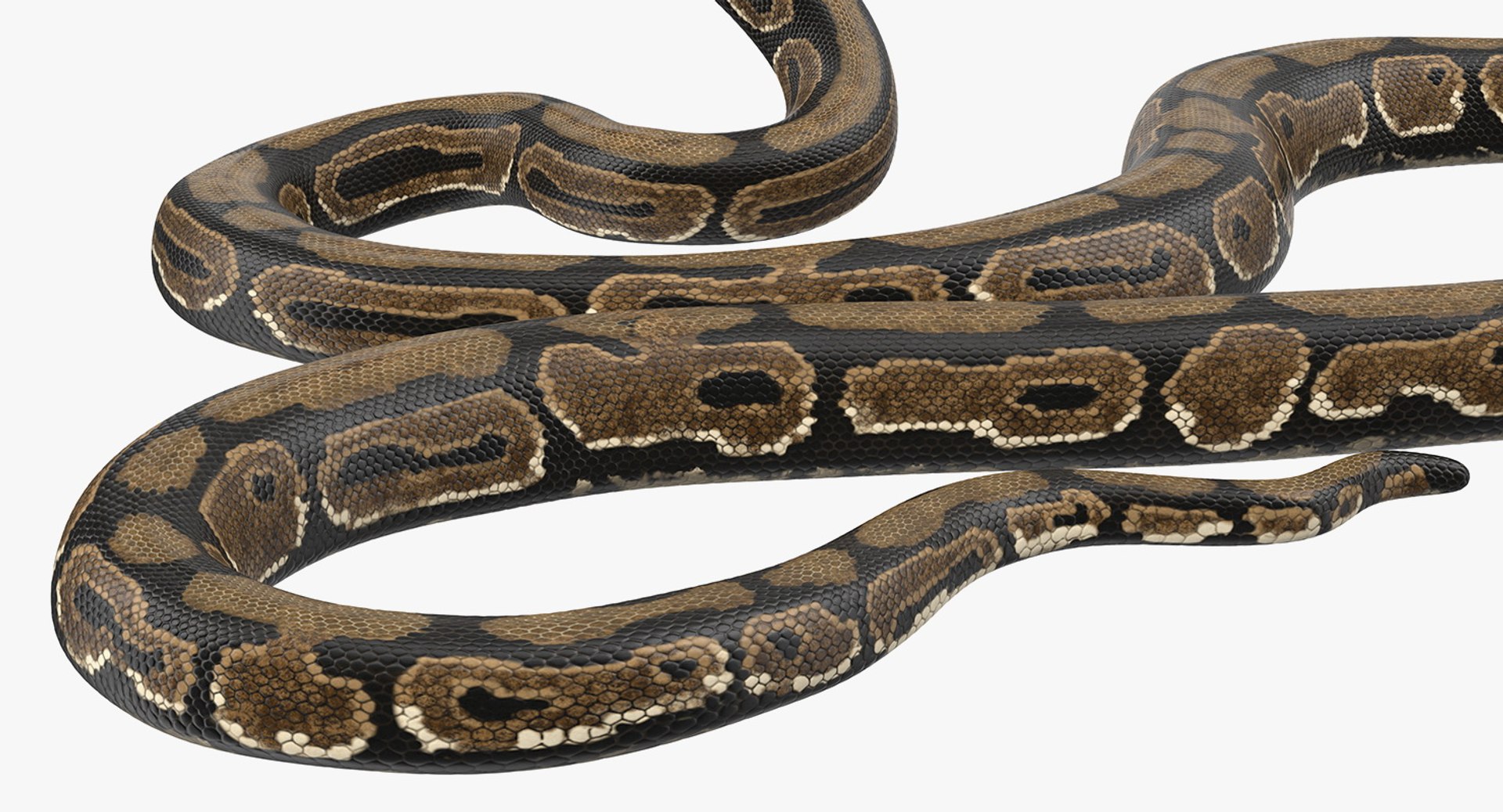 3D Model Brown Python Snake Rigged For Maya - TurboSquid 2212351