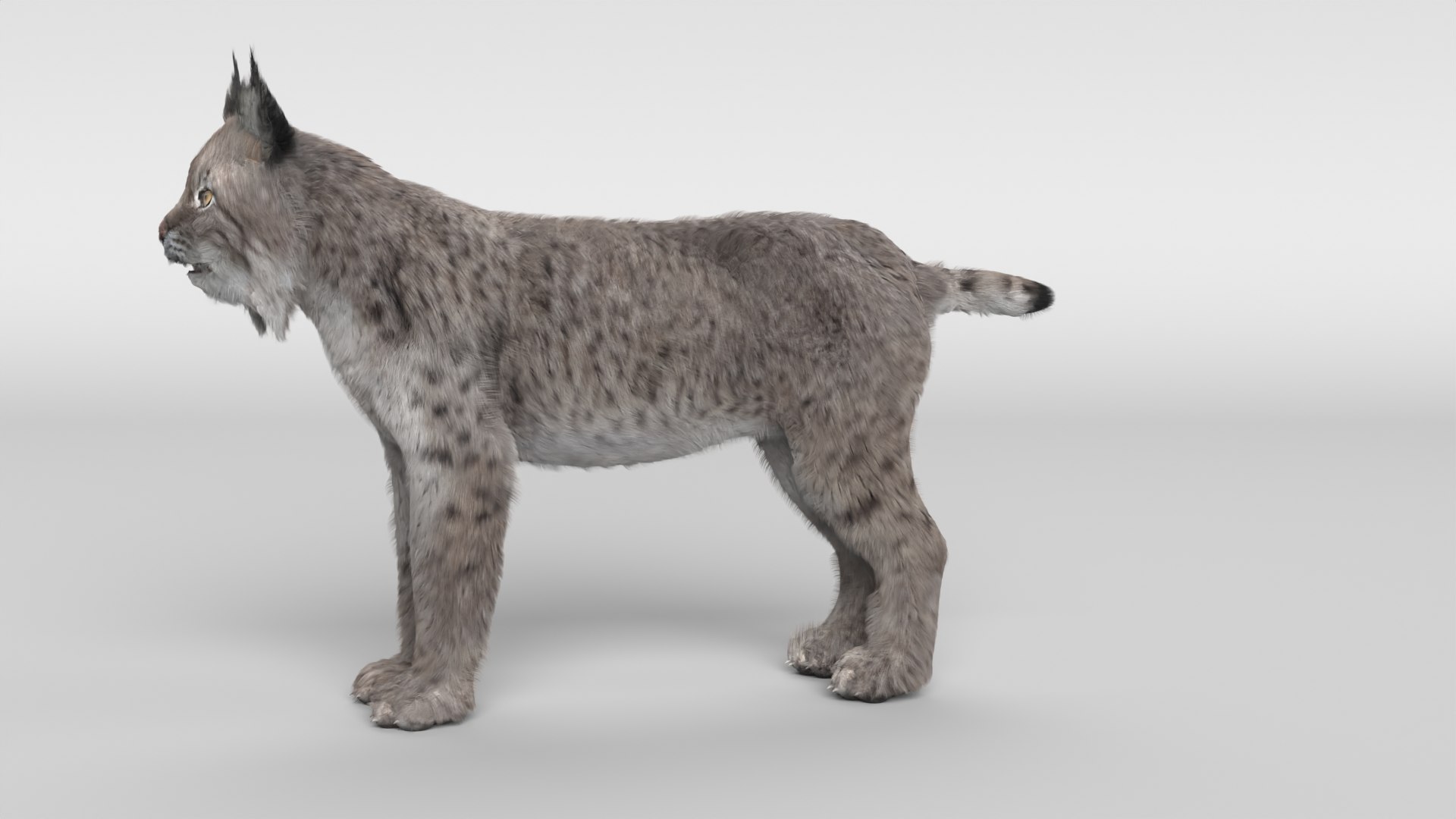 Lynx Model - TurboSquid 2119767