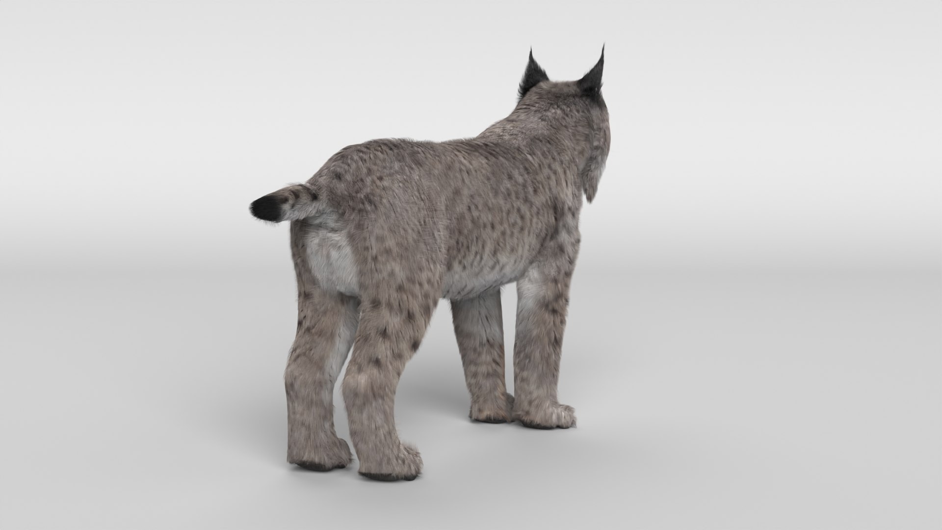 Lynx Model - TurboSquid 2119767