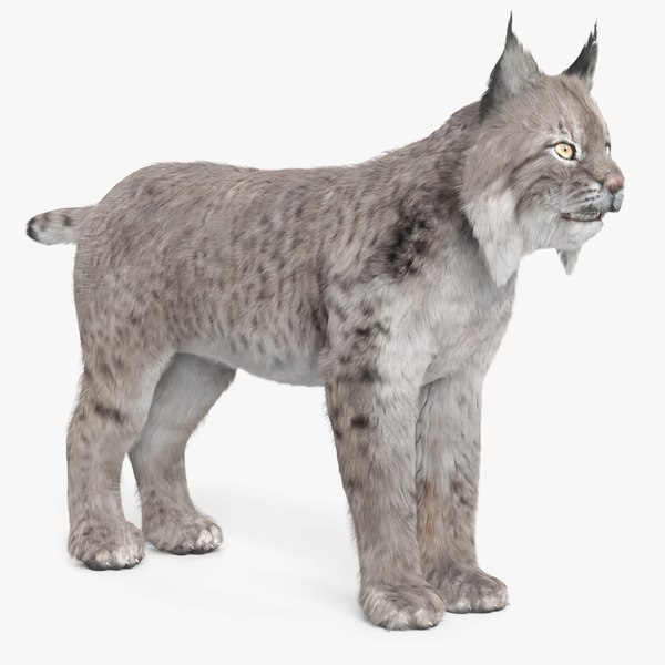 Lynx 3D Models for Download | TurboSquid