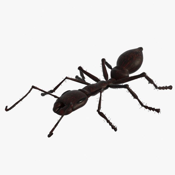 3D OBJ Ant Animal Insect