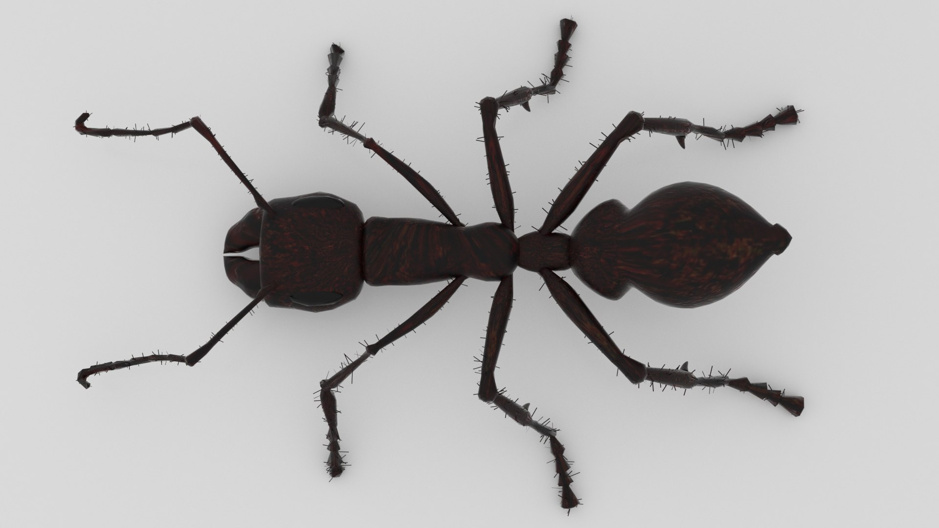 Ant Model - TurboSquid 168448