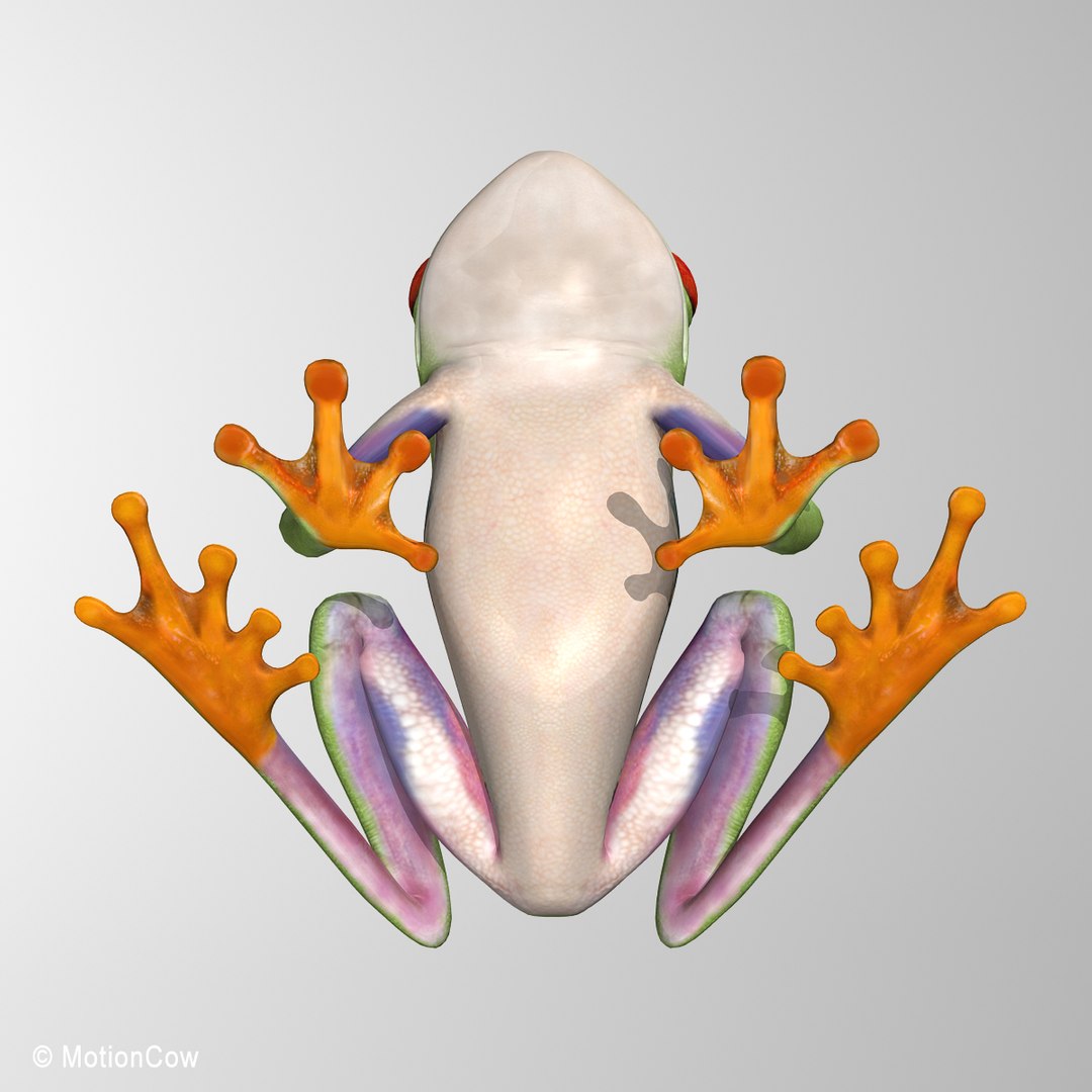 3d Red-eyed Tree Frog Model