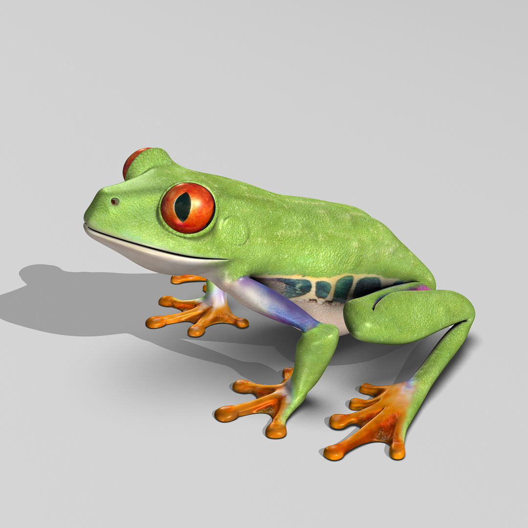 3d red-eyed tree frog model