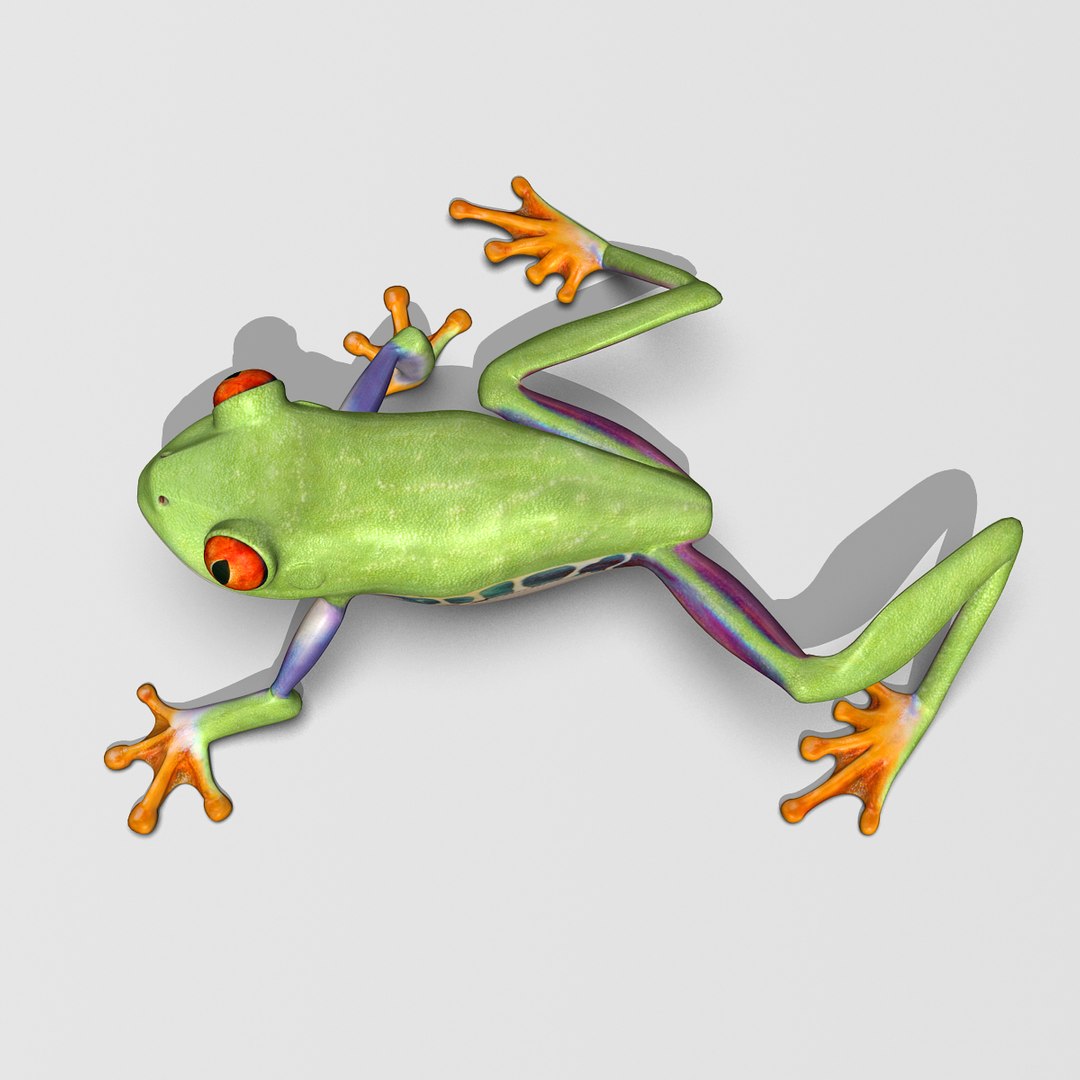 3d Red-eyed Tree Frog Model