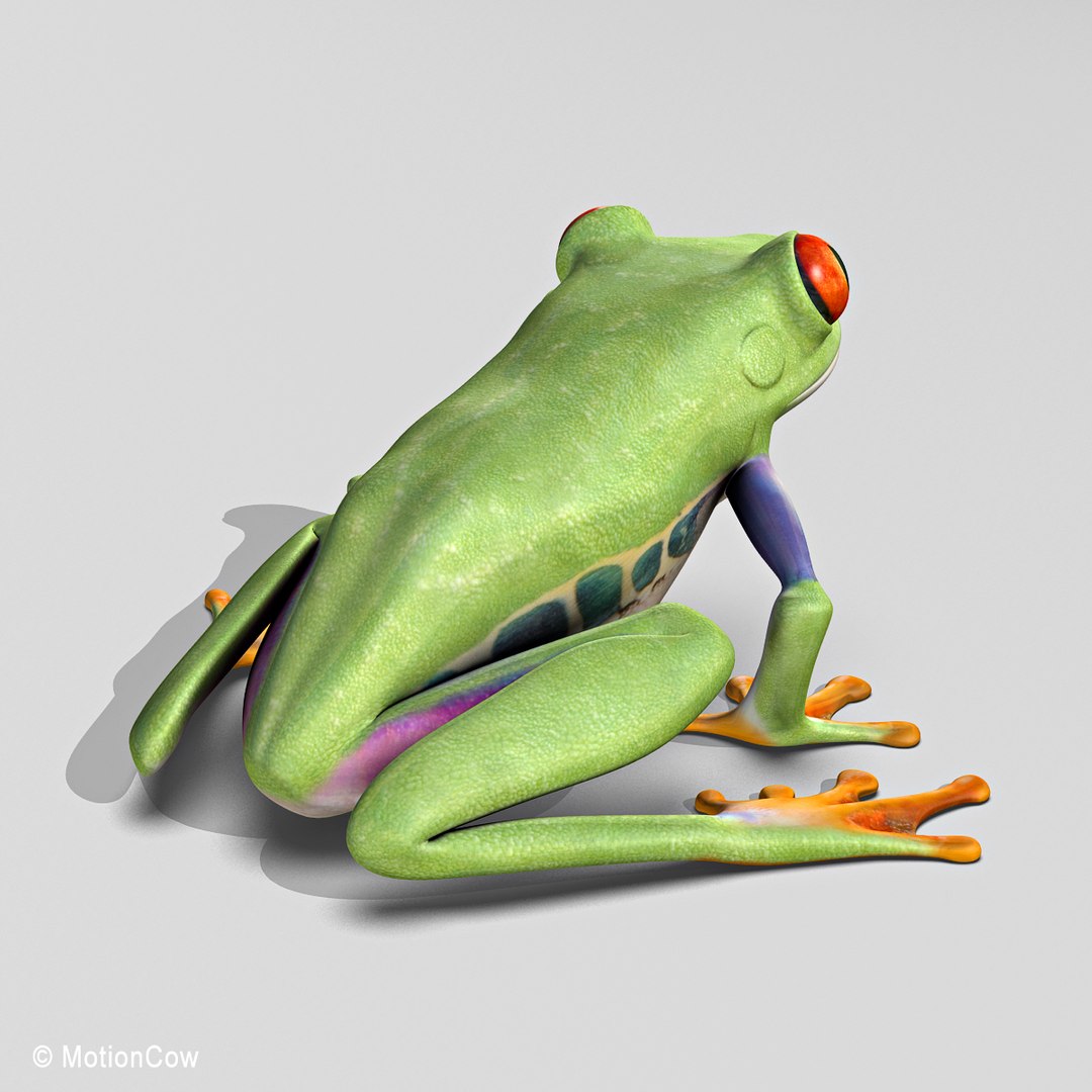 3d Red-eyed Tree Frog Model