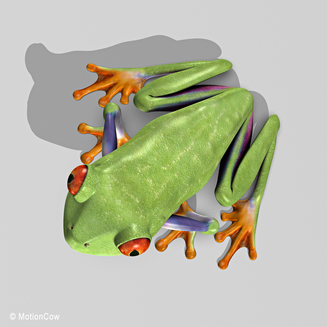 3d red-eyed tree frog model