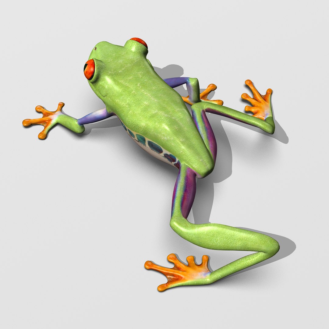 3d Red-eyed Tree Frog Model