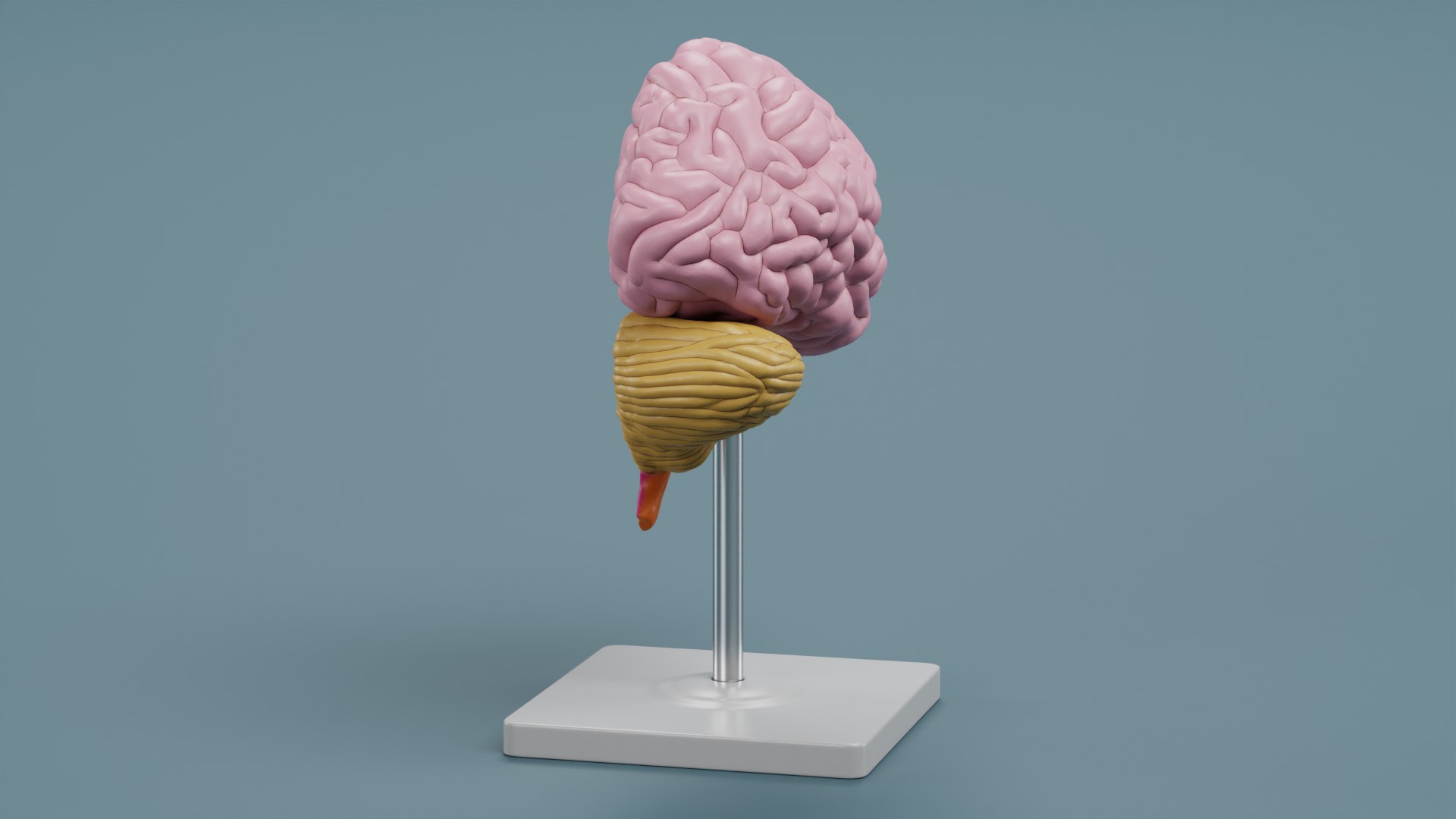 3D Model Brain Section Model - TurboSquid 2025116
