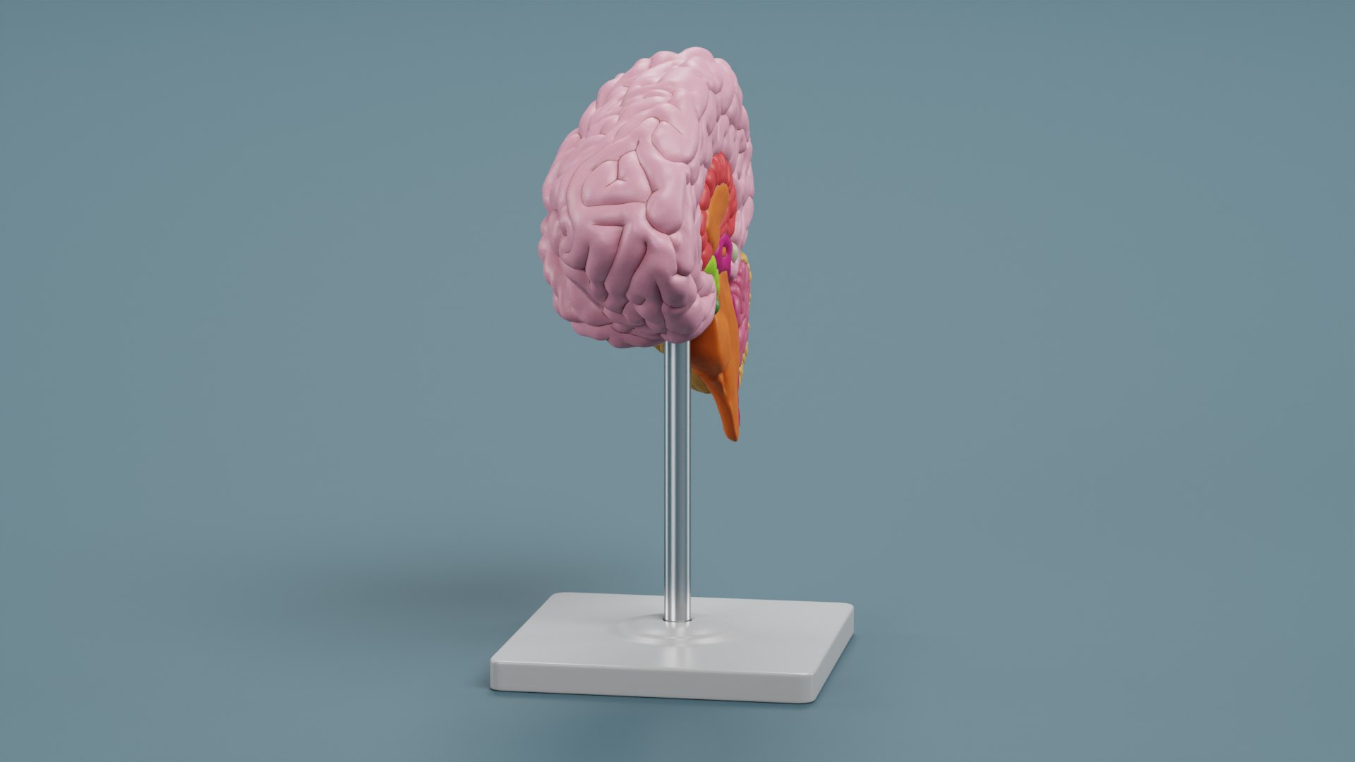 3D Model Brain Section Model - TurboSquid 2025116