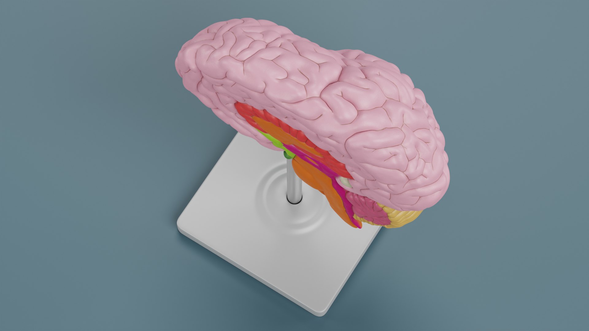 3D Model Brain Section Model - TurboSquid 2025116