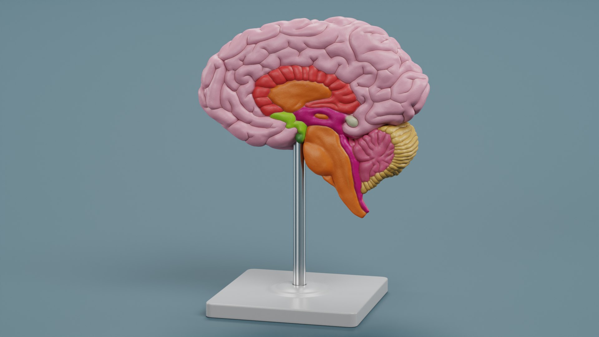 3D Model Brain Section Model - TurboSquid 2025116