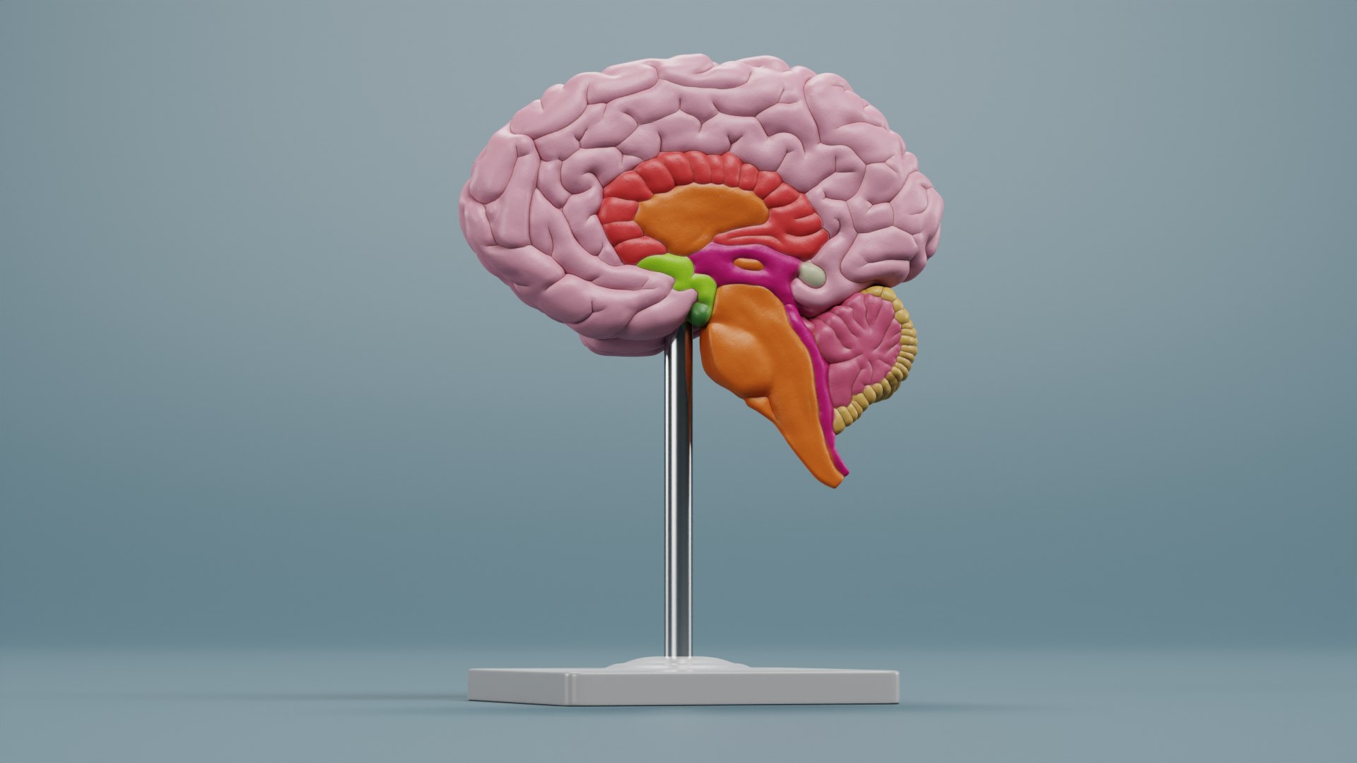3D Model Brain Section Model - TurboSquid 2025116
