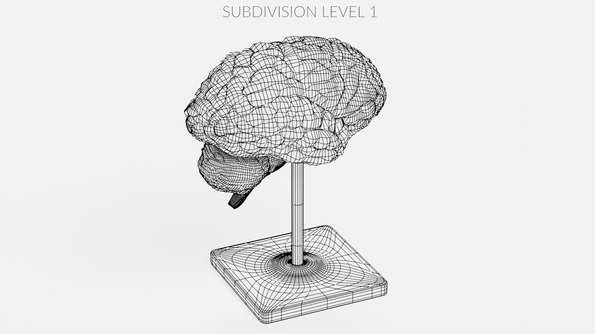 3D Model Brain Section Model - TurboSquid 2025116