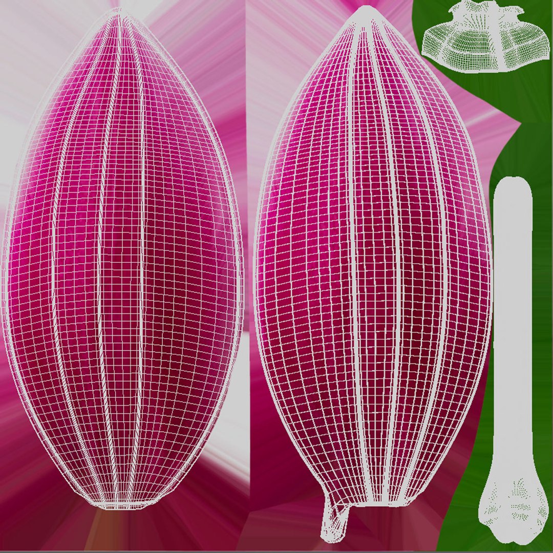 3D Tulip On A Stem 3d-print Ready 3D Print Model 3D Print Model ...