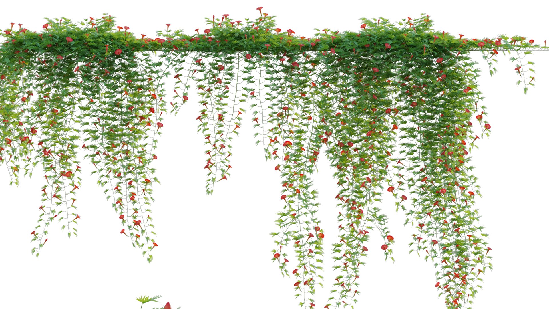 3D Ipomoea Sloteri - Cardinal Climber - TurboSquid 2040361